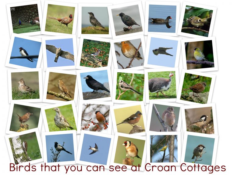 Bird spotting in Kilkenny « Croan Self Catering Cottages in Ireland