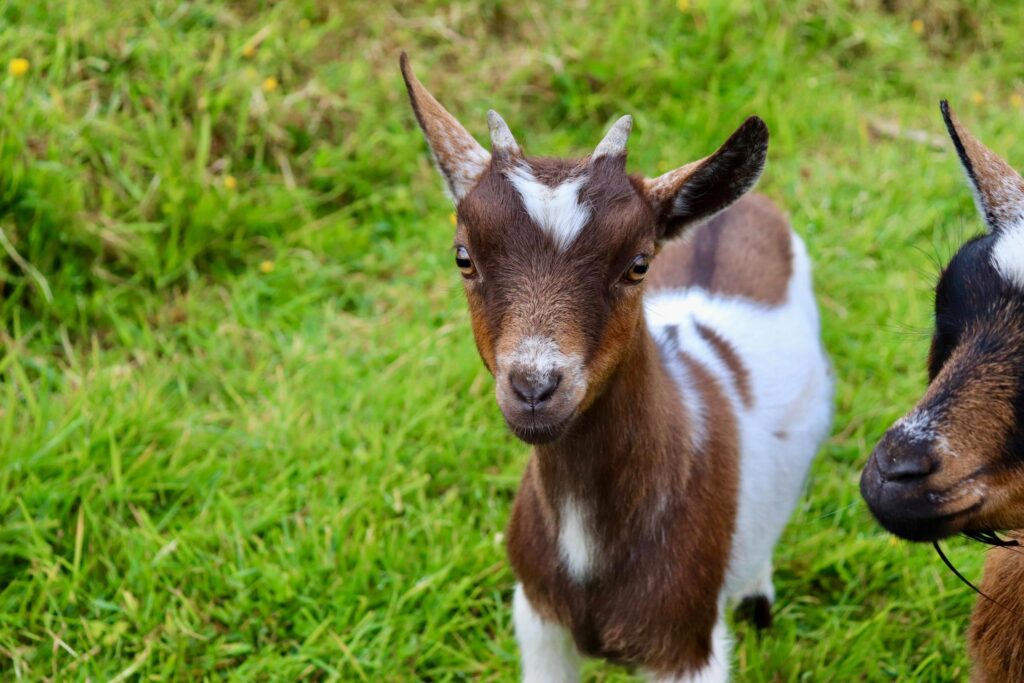 New Residents at Croan Cottages « Croan Self Catering Cottages in Ireland